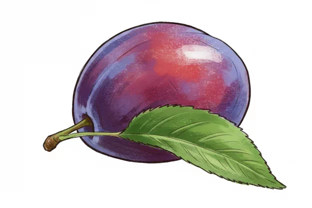 prune Nutrition Facts & Calories | Food Encyclopedia